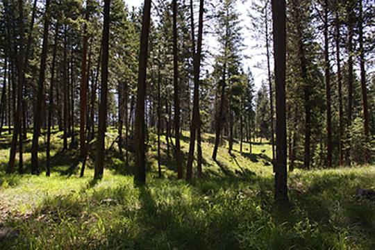 Campground Details - Finley Point Unit - Flathead Lake State Park, MT ...